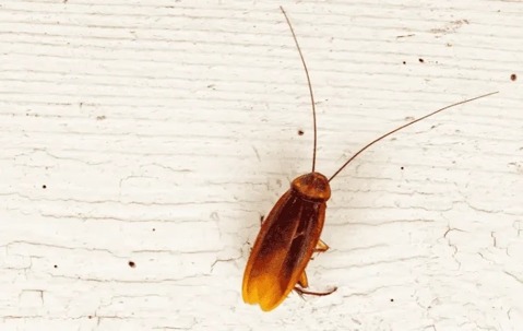 What is a palmetto bug store