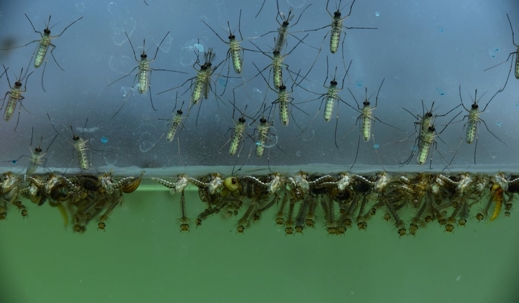 How to Get Rid of Mosquito Larvae in South Florida