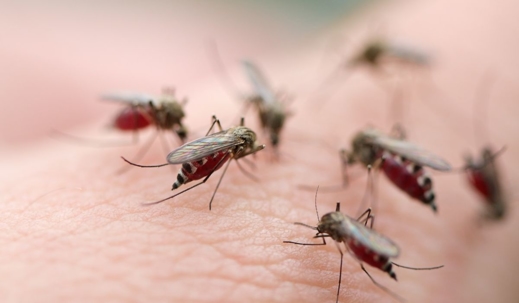 What smells do mosquitoes hate store