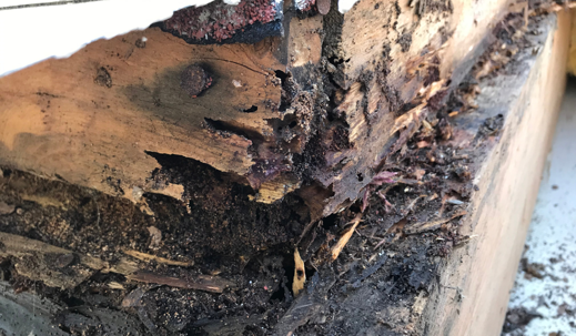 Termite Droppings in Miami: What to Look For