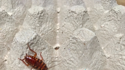 Pest Control in Florida | Native Pest Management