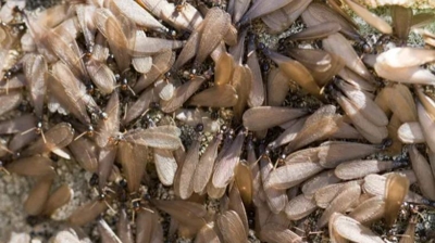 Pest Control in Florida | Native Pest Management