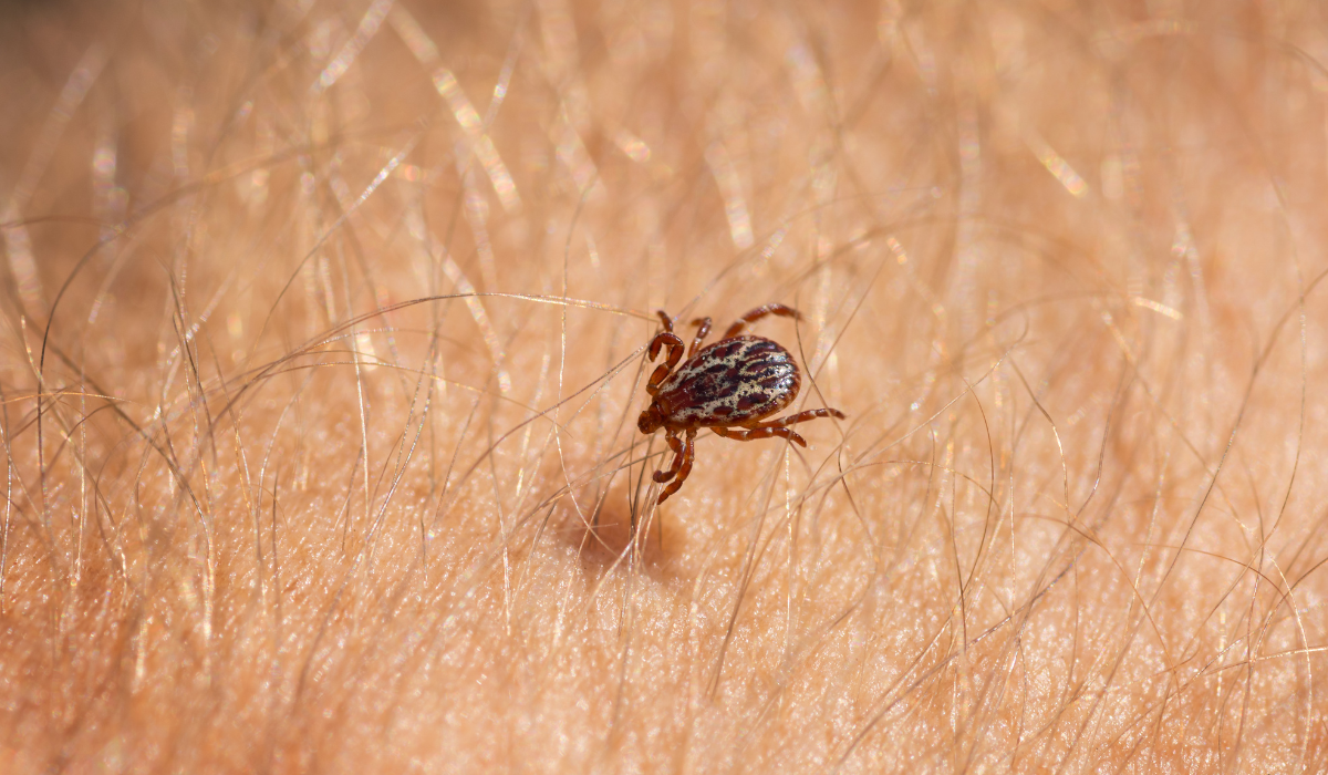 Can Ticks Jump? Debunking Myths About Tick Movement | Native Pest ...