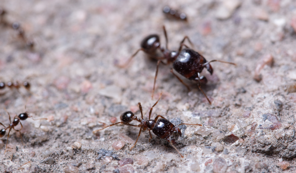 Are Big-Headed Ants in Miami Dangerous to Pets and Children?
