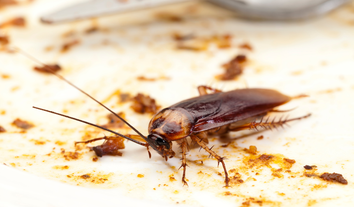 What Attracts American Cockroaches? | Native Pest Management