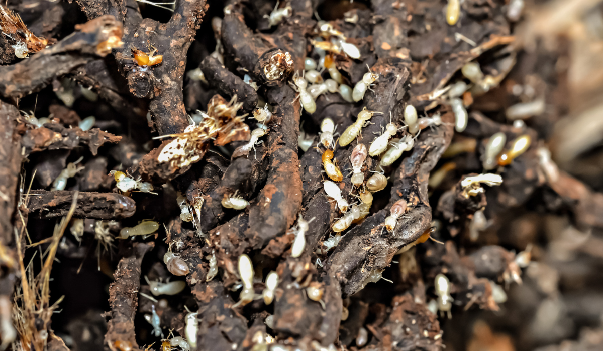 What to Know About Subterranean Termites in Florida | Native Pest ...