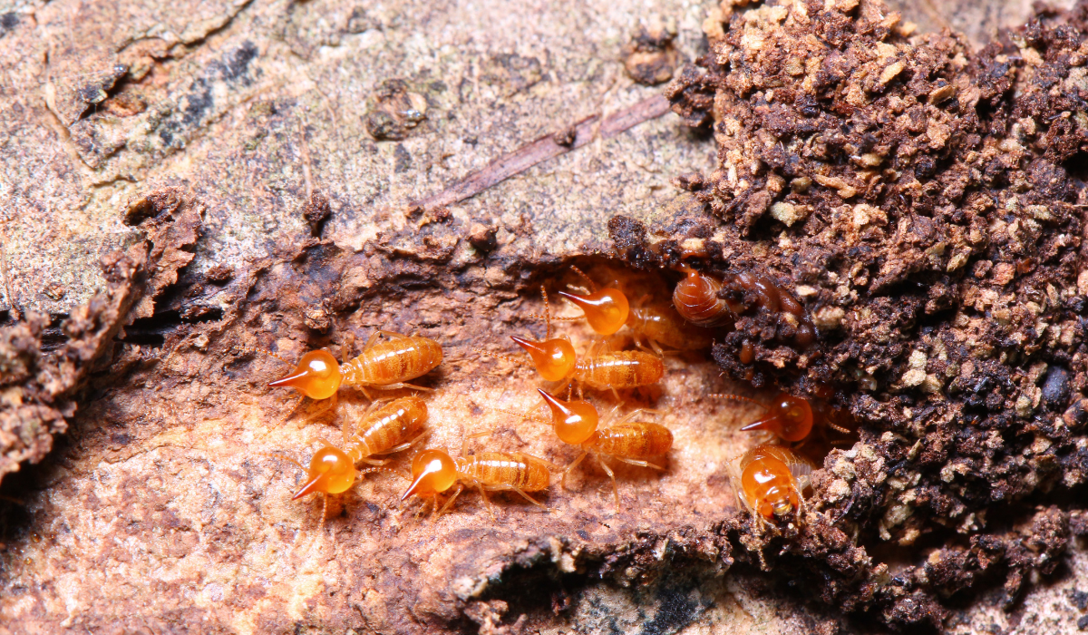 Florida Dampwood Termites: Tips for Identification & Control | Native ...