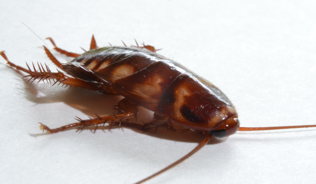 Prevent Palmetto Bugs During Florida Rainy Season