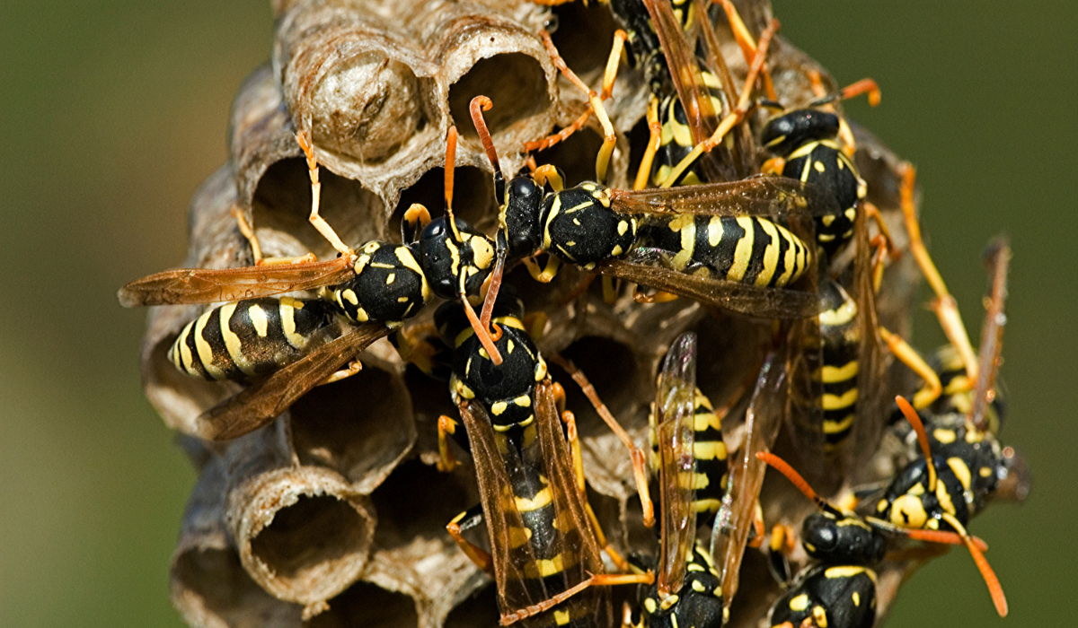 Common Wasps in Florida & Nest Removal Tips