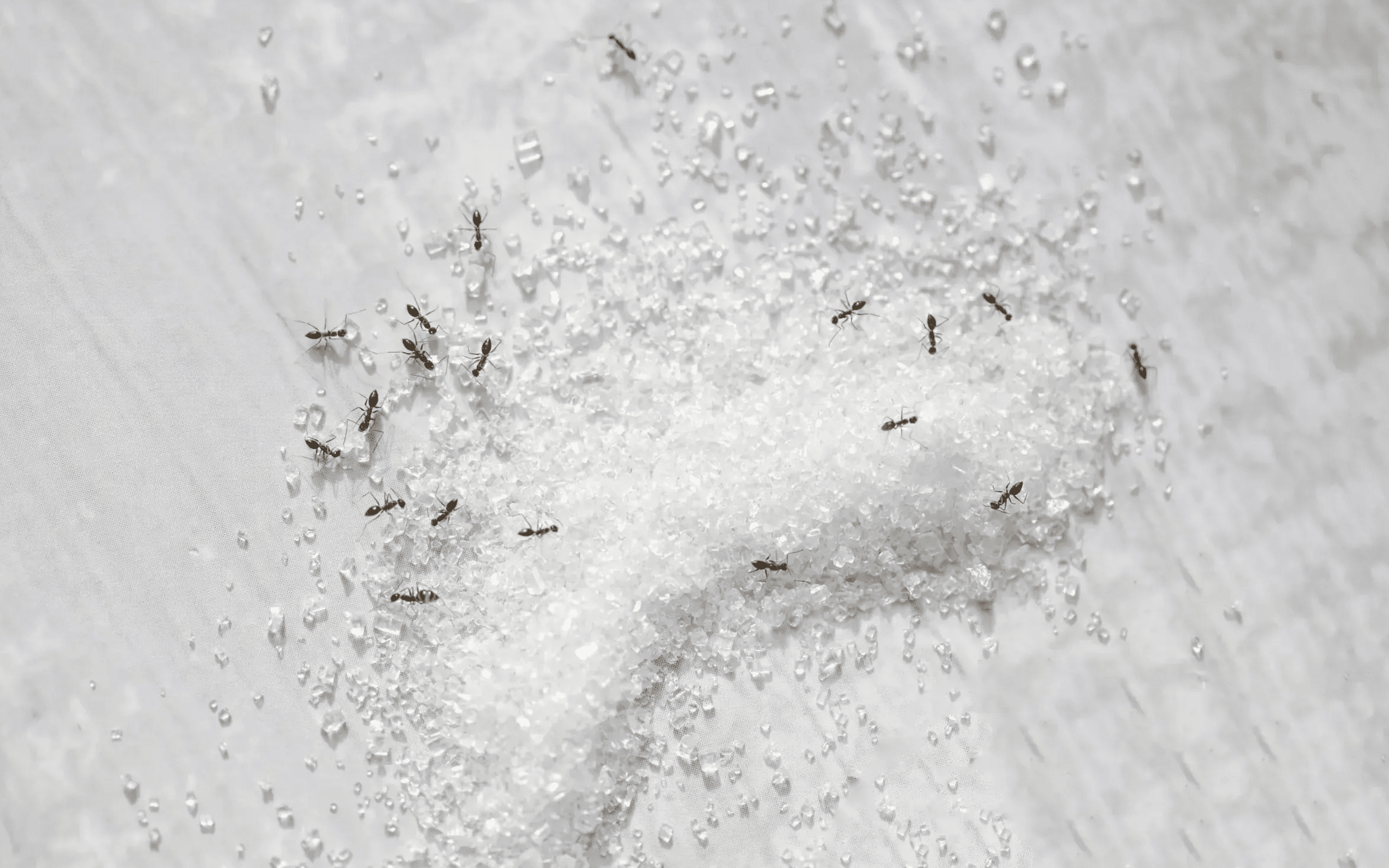 10 Solutions to Get Rid of Sugar Ants Naturally | Native Pest Management
