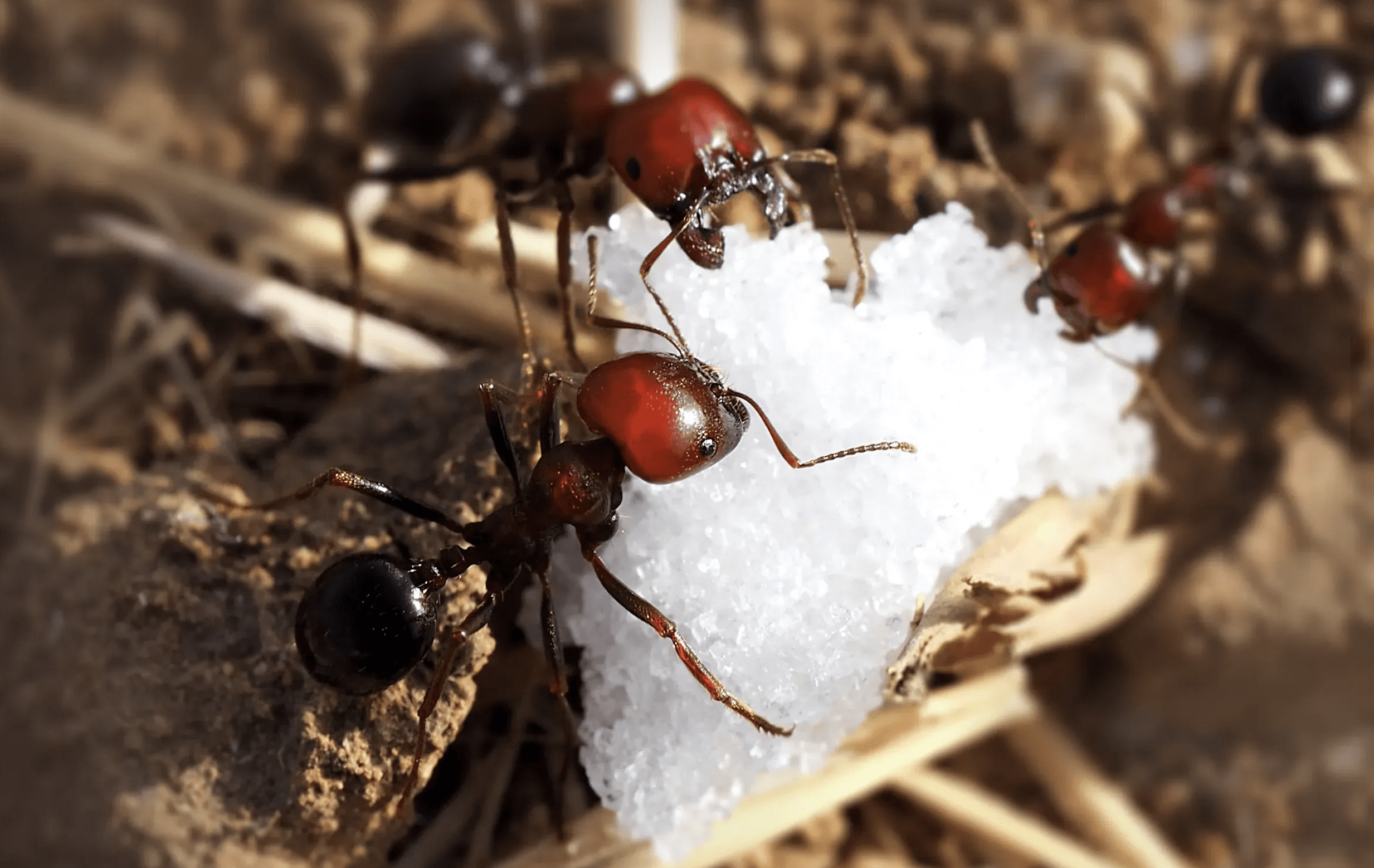 How Long Do Sugar Ants in South Florida Live? | Native Pest Management