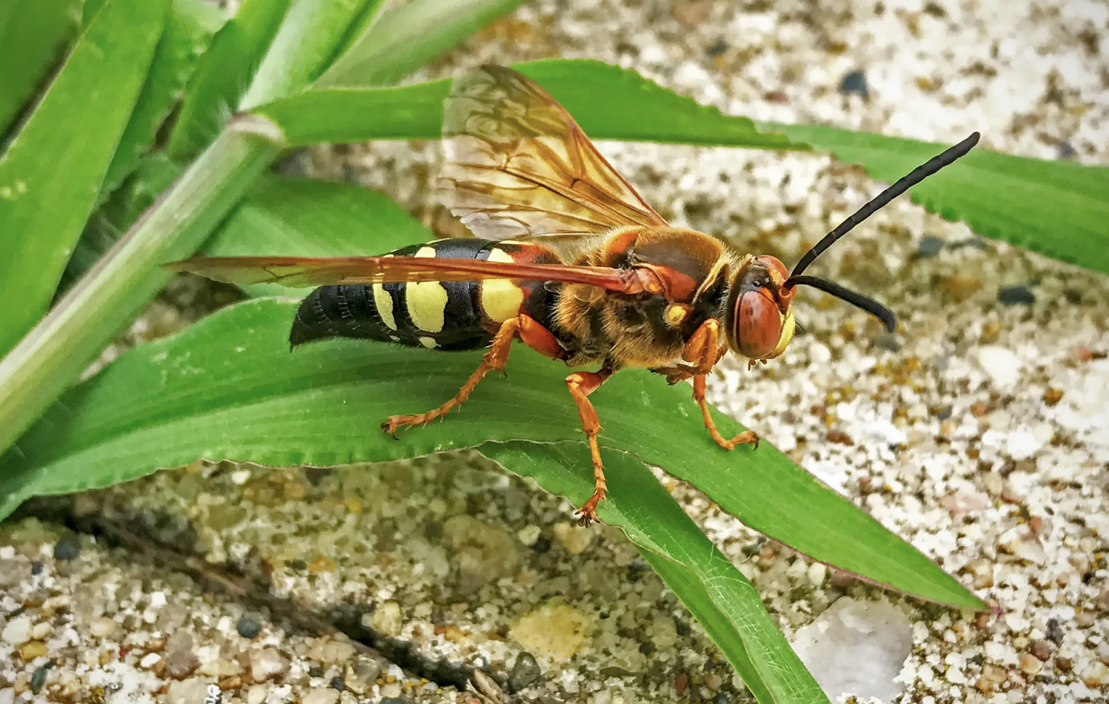 What to Know About the Cicada Killer Wasp in Florida | Native Pest Management