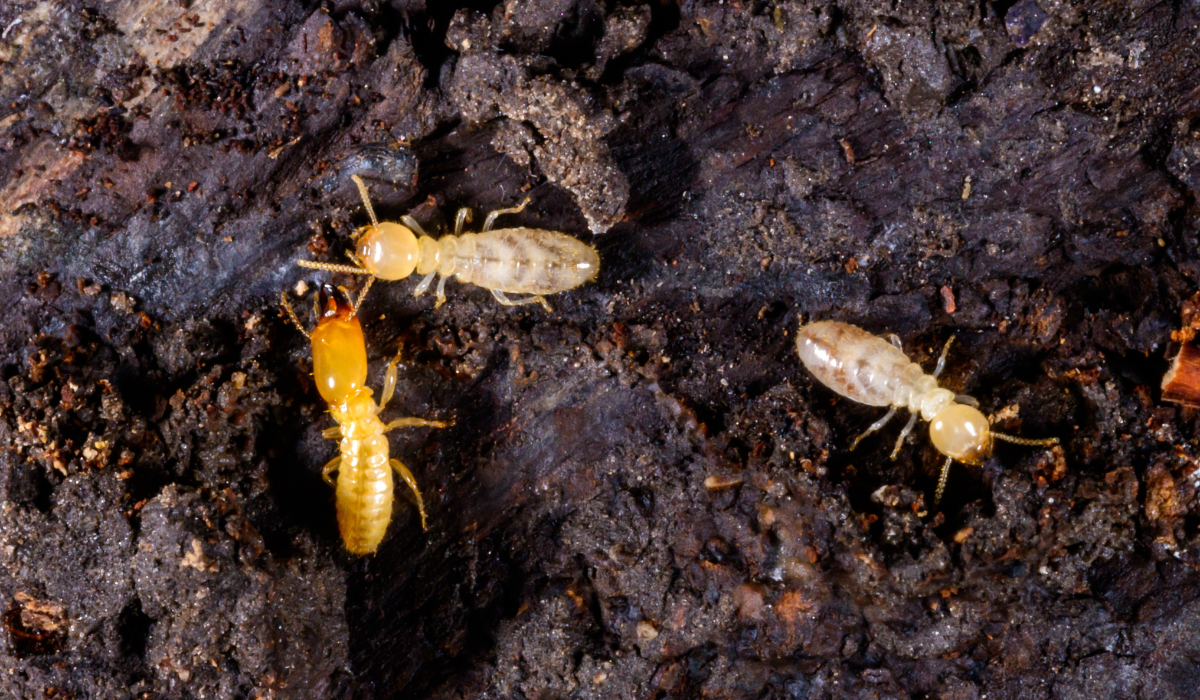 Prevent Subterranean Termite Infestations in Miami, FL