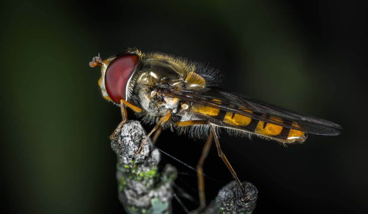 Tiny Phorid Flies in Florida: What to Know | Native Pest Management