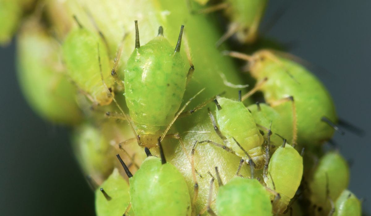 How to Get Rid of Aphids in South Florida