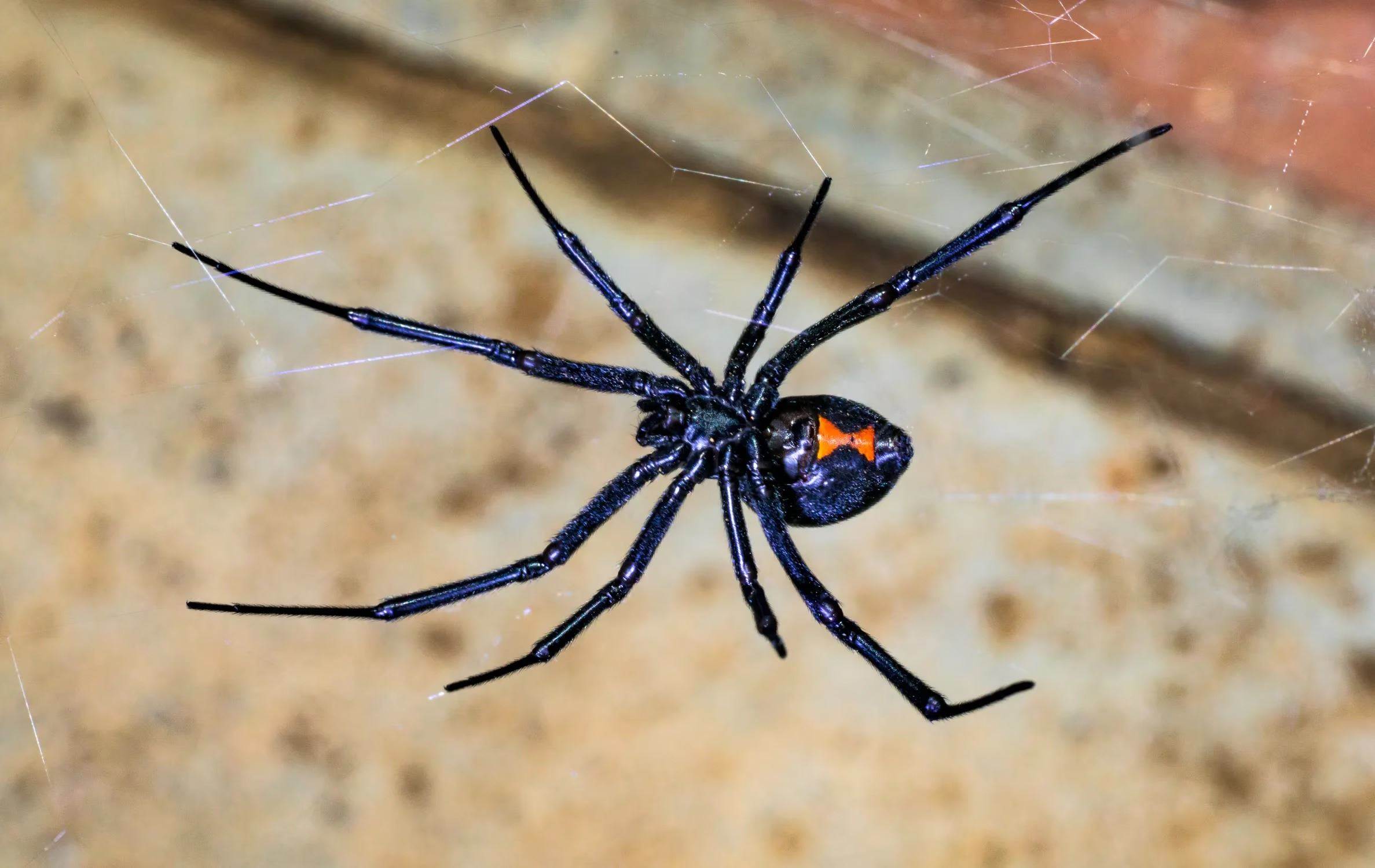 Identifying Black Widows in South Florida | Native Pest Management