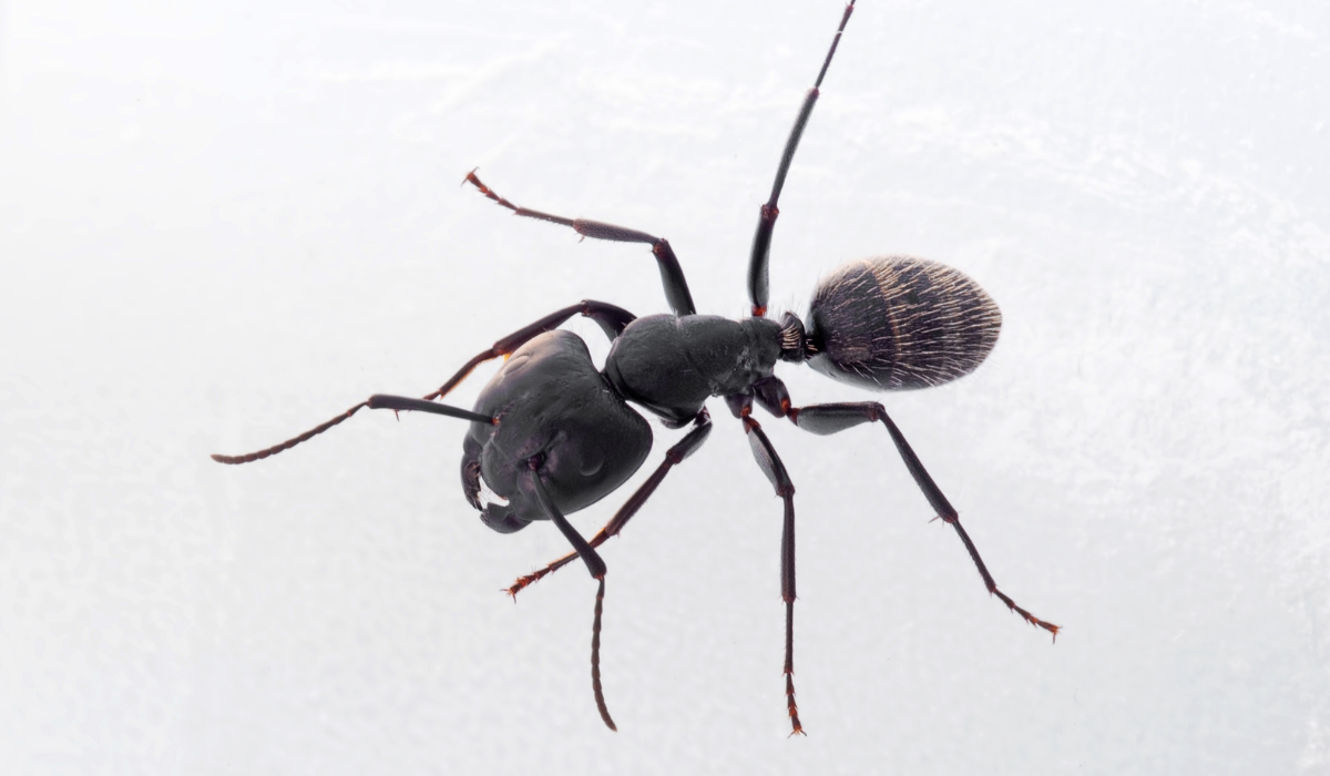 Carpenter Ants vs. Fire Ants in Florida: What's the Difference ...