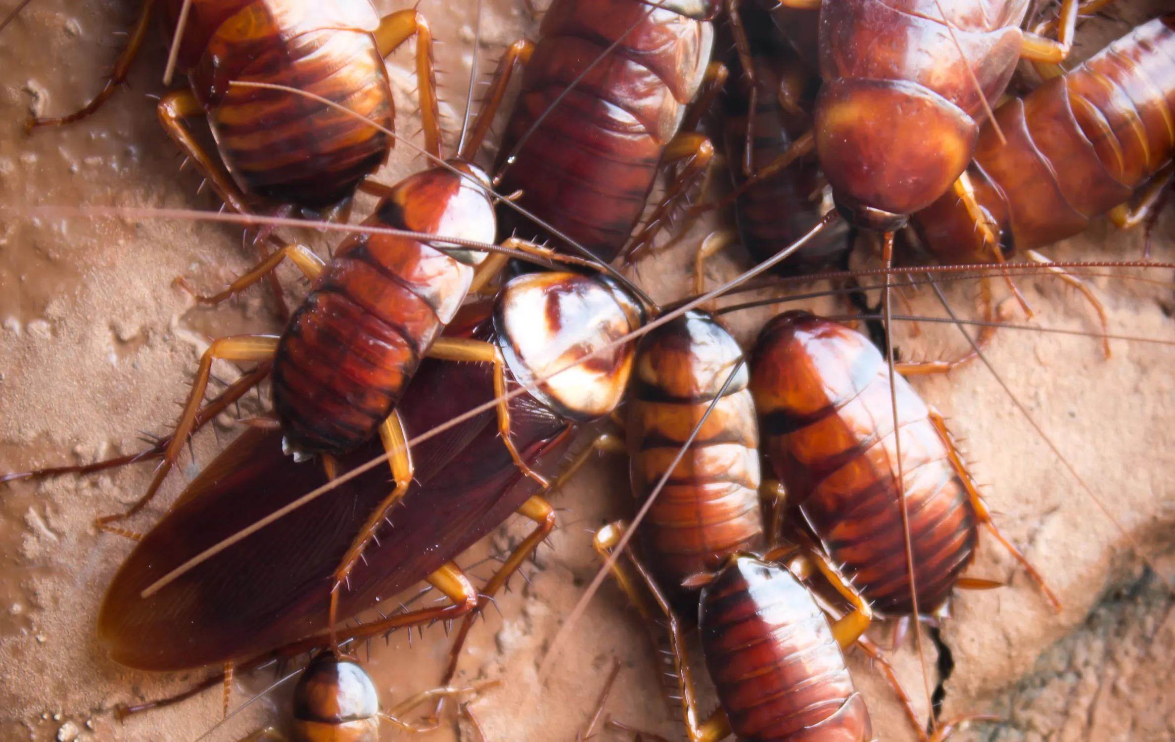 Cockroaches vs. Palmetto Bugs: What’s the Difference? | Native Pest ...