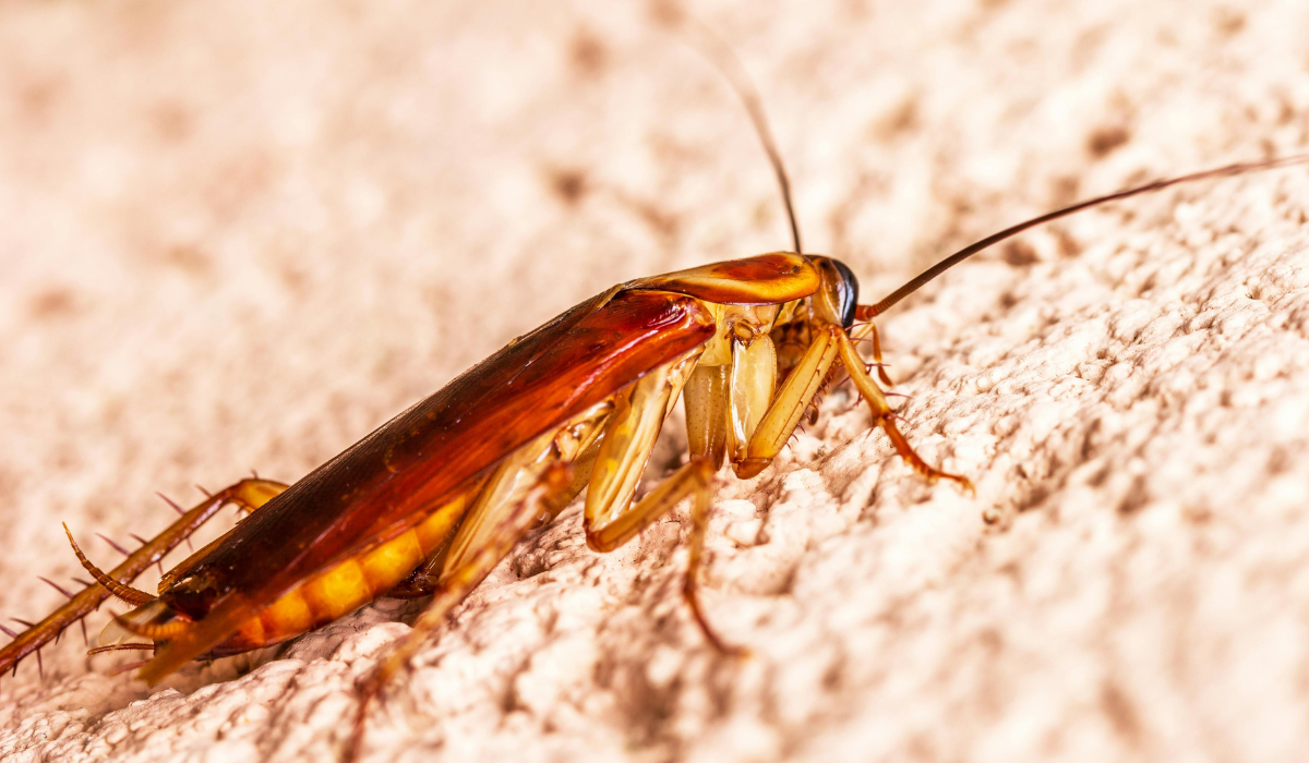 Get Rid of Flying Cockroaches in Florida Fast