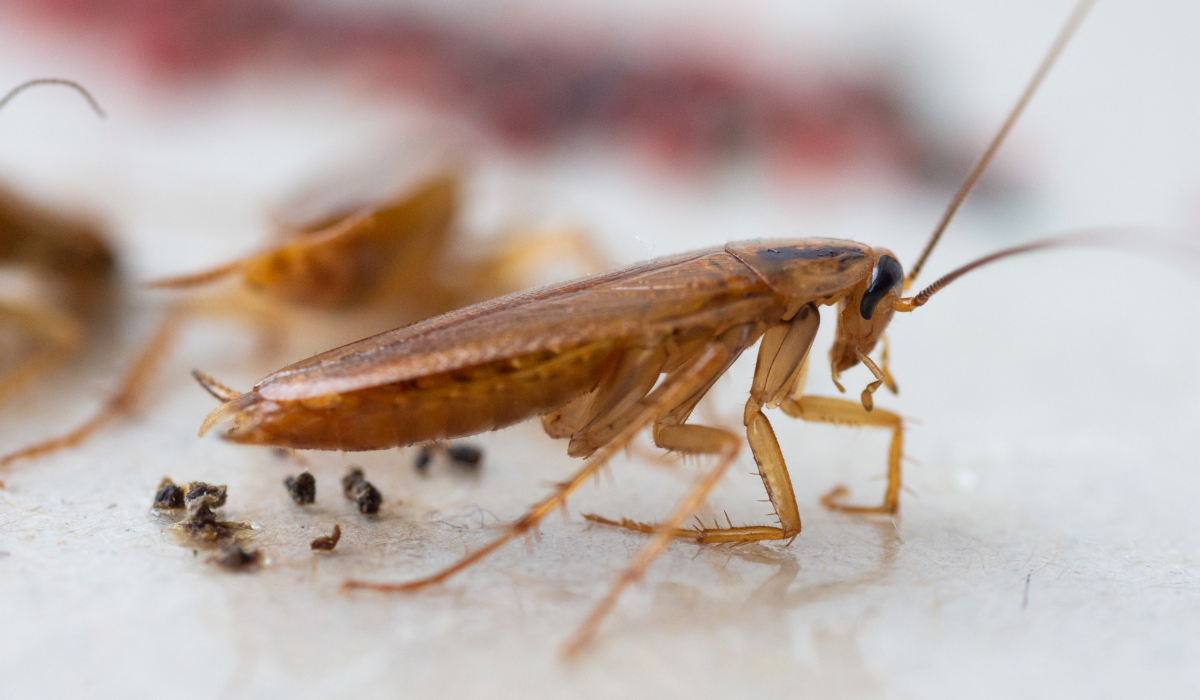 Asian Roach vs German Roach: Key Differences & Control Tips