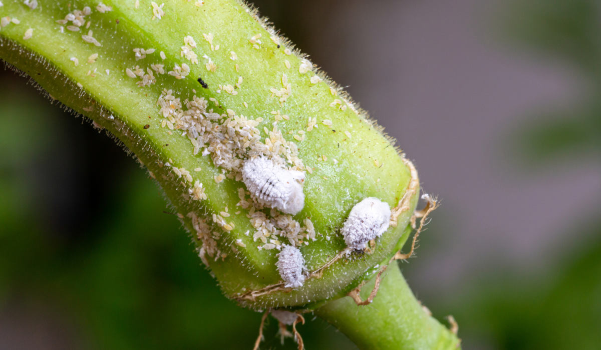 How To Get Rid Of Mealybugs In South Florida Native Pest Management