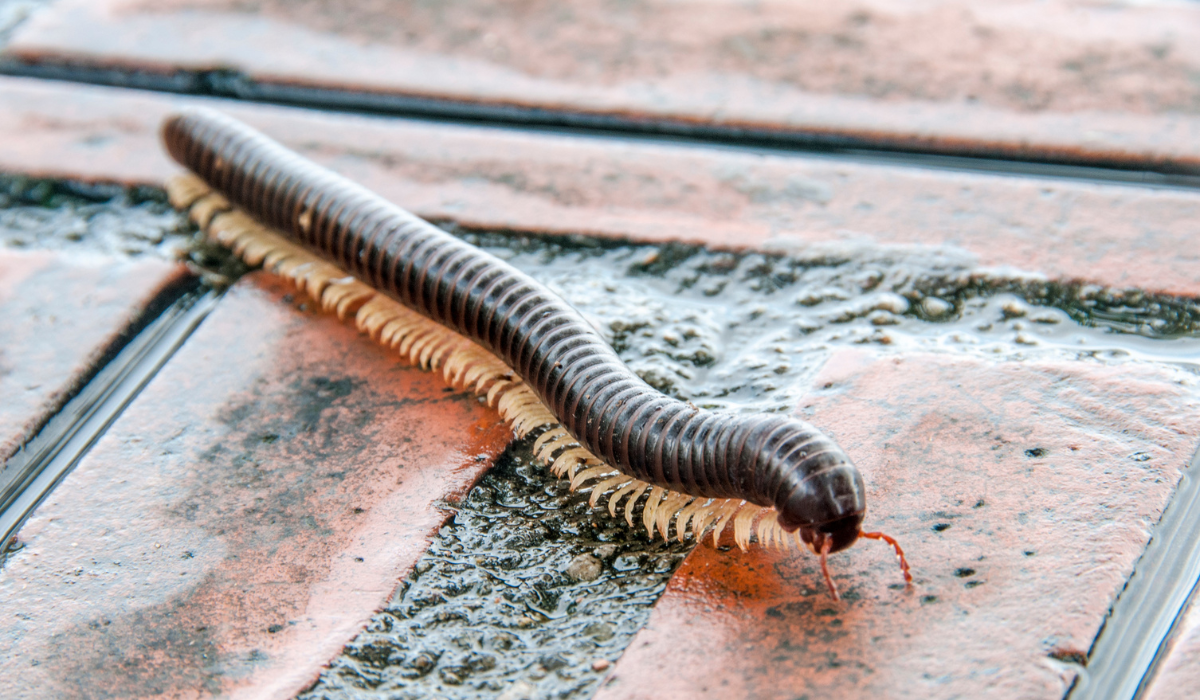 Florida Millipede Control: Prevent & Remove Infestations