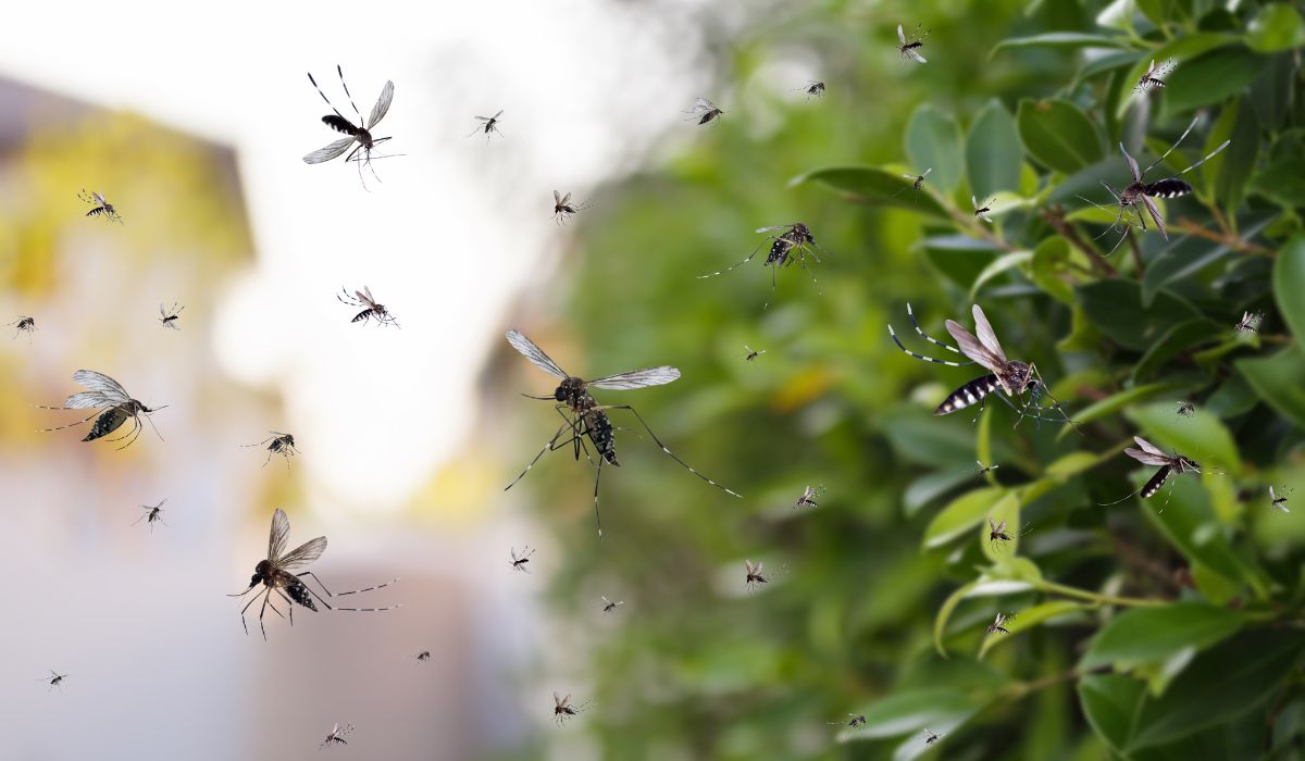 How to Know When It’s Time to Call a Mosquito Control Professional