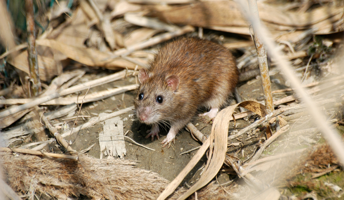 Norway Rats in Florida: Identification & Control | Native Pest Management