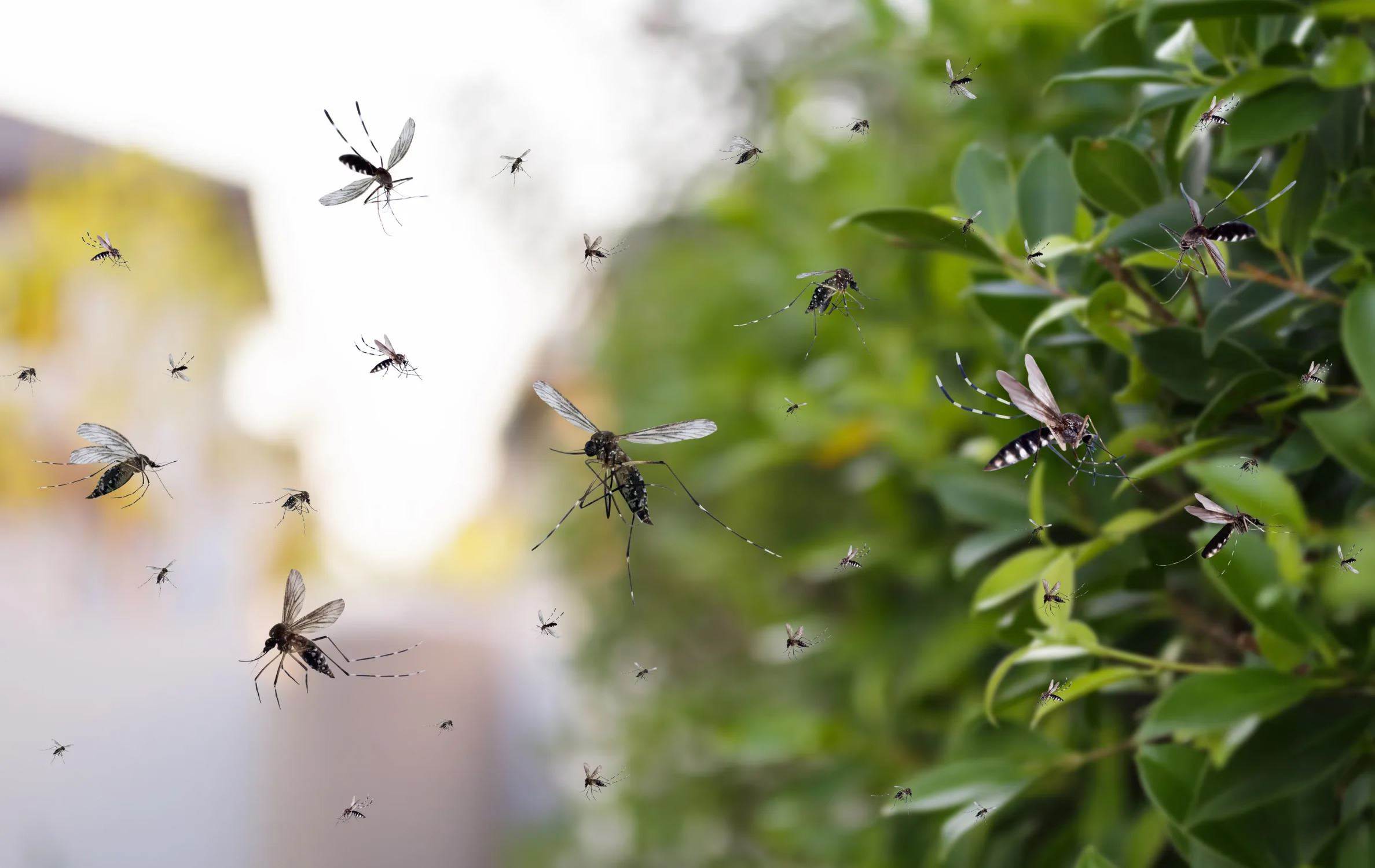 When Is Mosquito Season in Miami, FL? | Native Pest Management