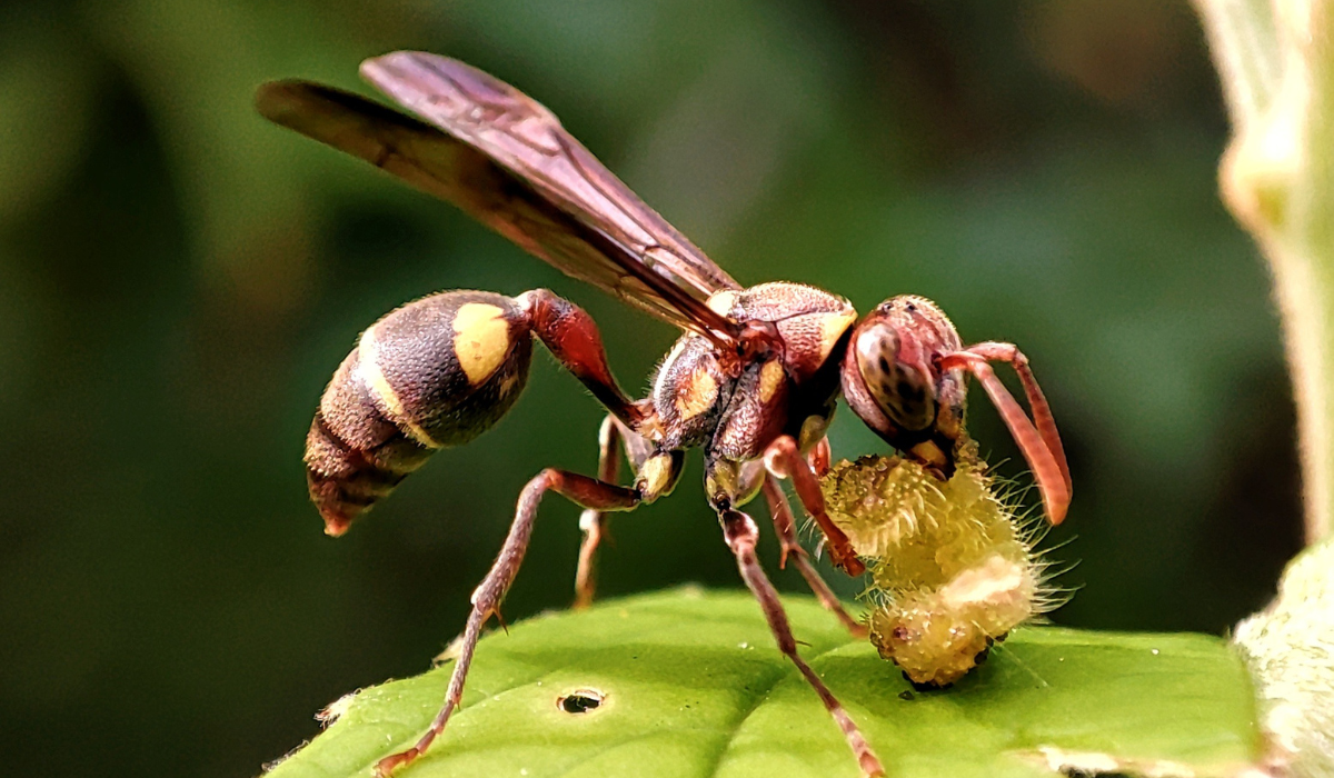 Are Paper Wasps Dangerous in Florida?