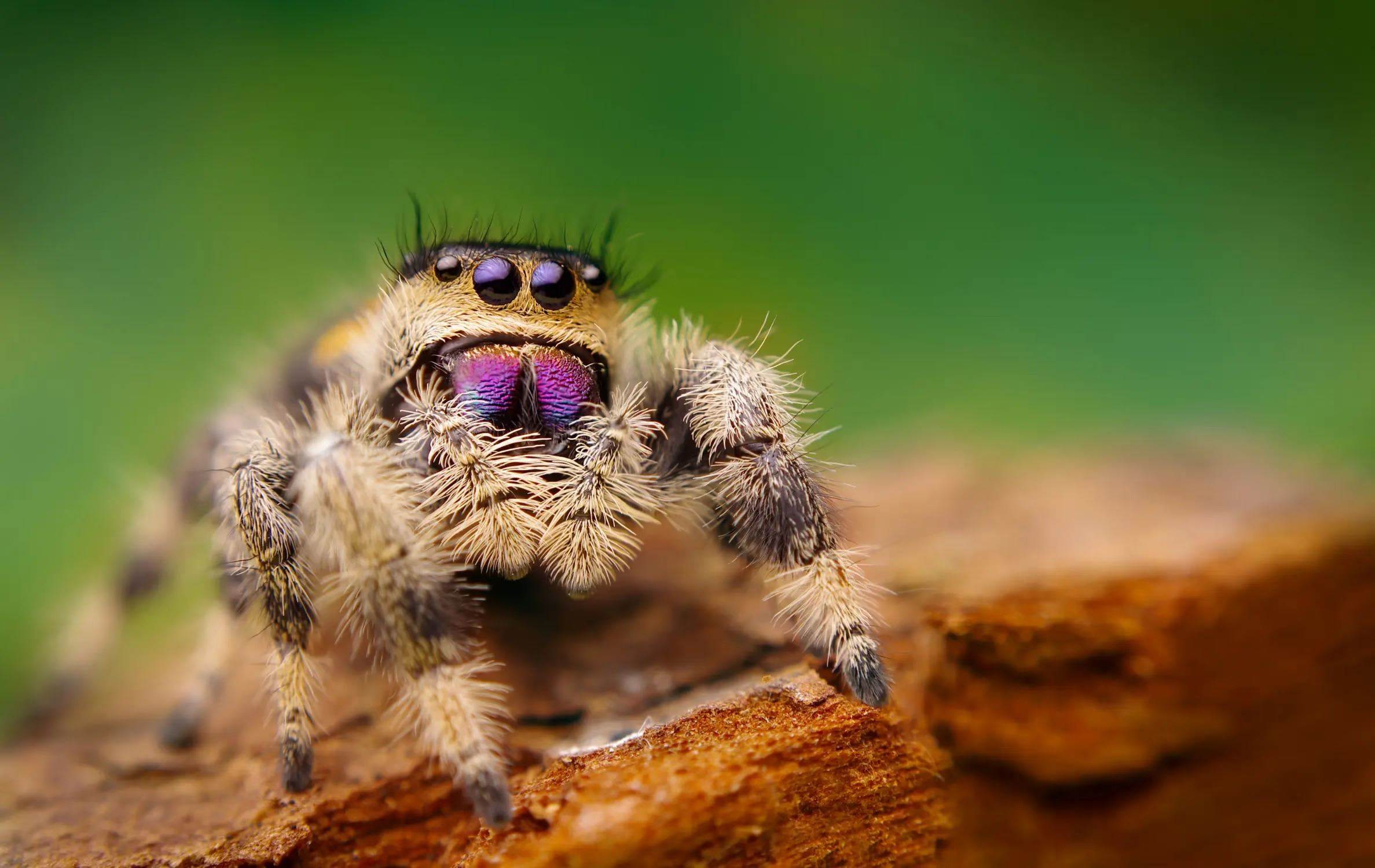 Jumping Spiders in Florida: Facts, Pictures, and Pointers | Native Pest ...