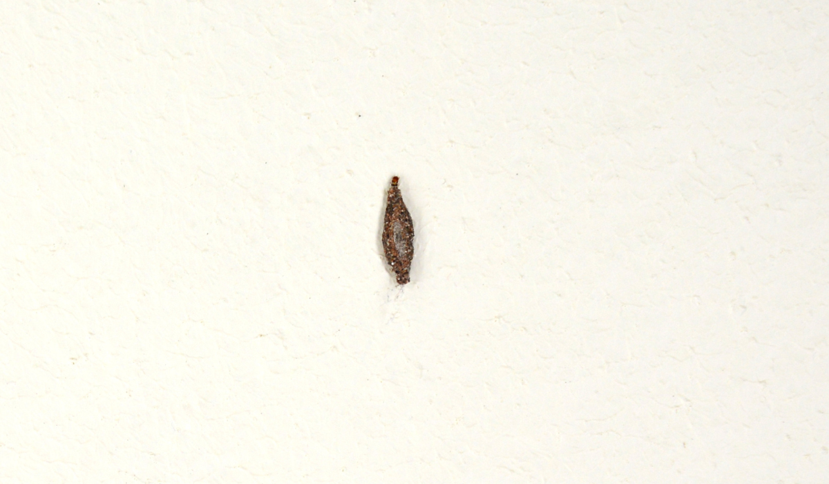 Everything to Know About the Plaster Bagworm in Florida | Native Pest ...