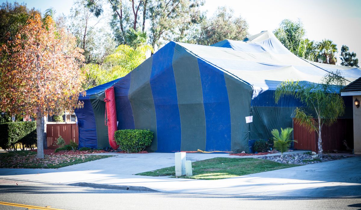 How Often Should You Tent for Termites in Florida?