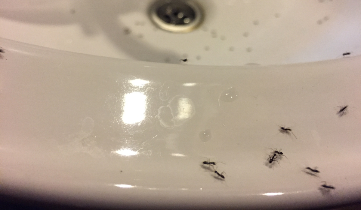 Black Ants In Bathroom
