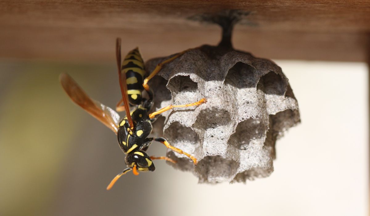 Yellow Jackets vs. Paper Wasps: What’s the Difference?
