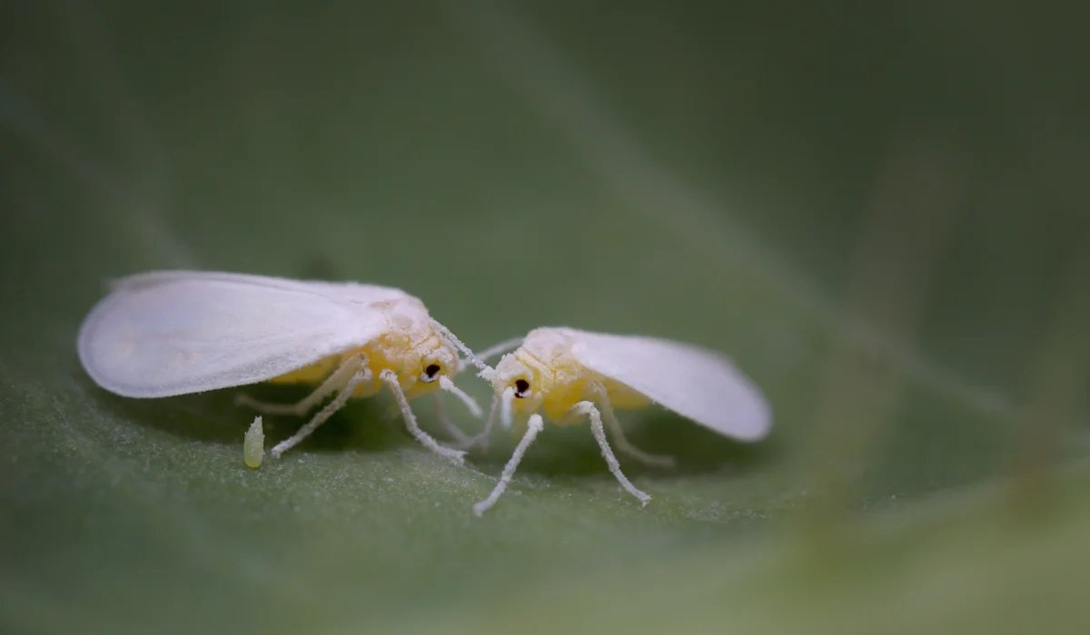 Is Neem Oil an Effective Whitefly Killer?