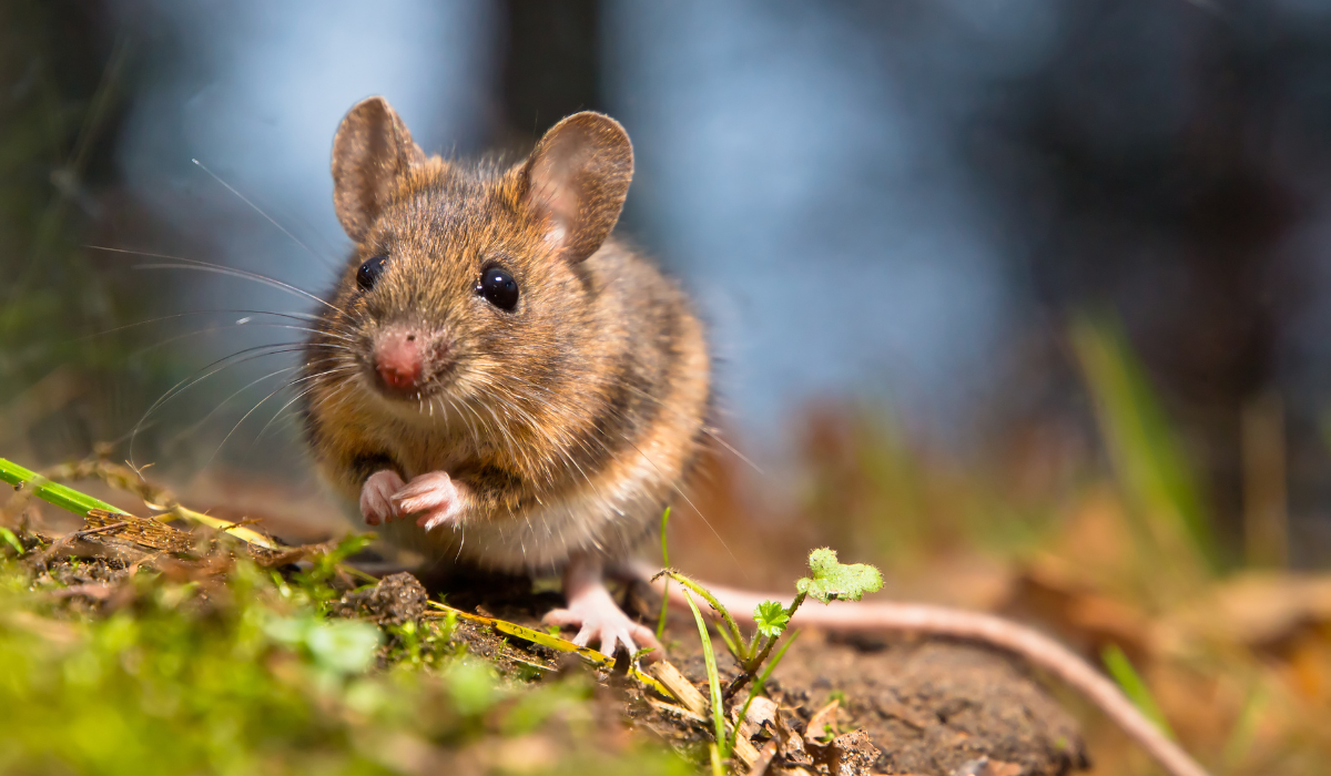 Wood Rats in Your House? Here's How to Get Rid of Them | Native Pest ...
