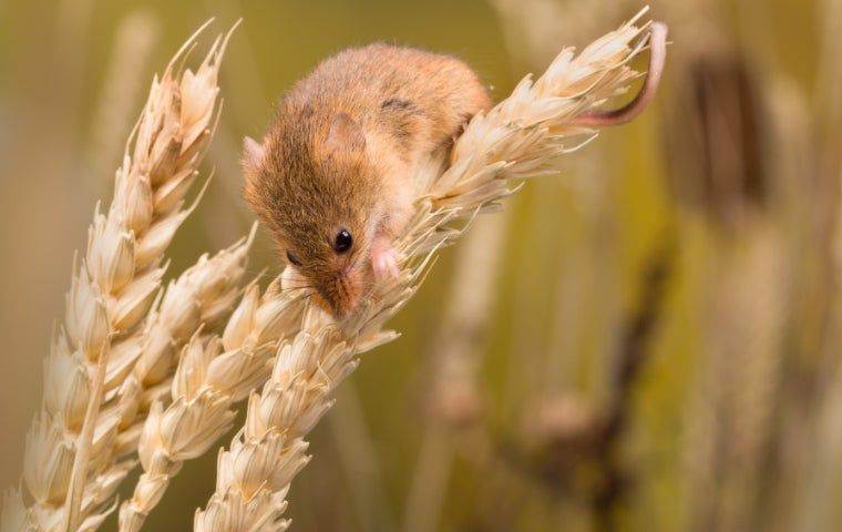 5 Reasons to Consider Professional Rodent Control in Florida | Native ...