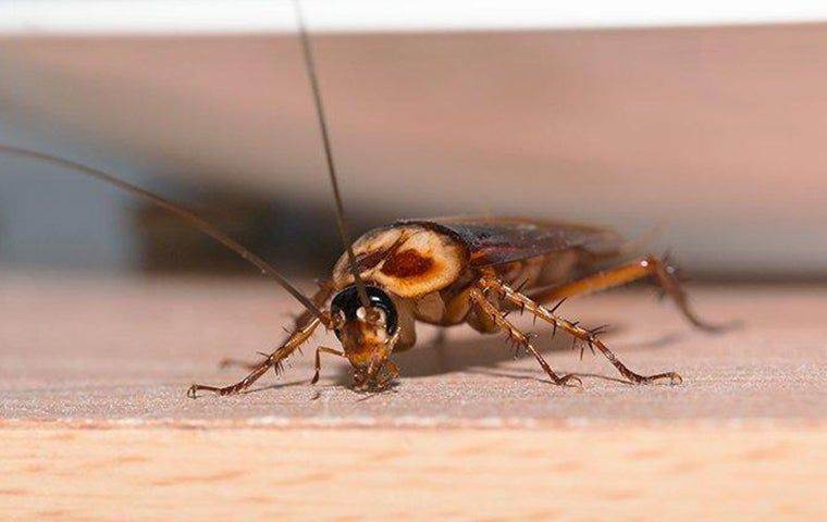 West Palm Beach's Guide To Cockroach Identification & Control | Native ...