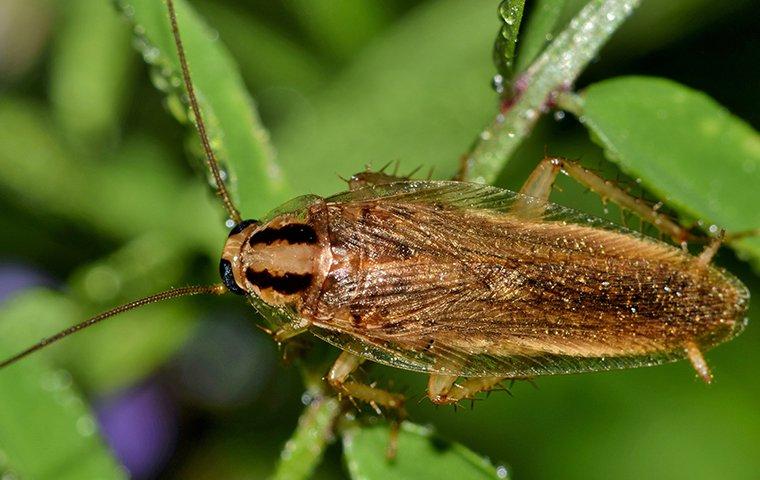 West Palm Beach's Ultimate Spring Time Pest Prevention Guide | Native ...