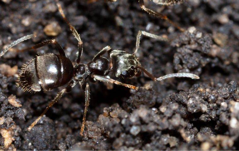 How to Get Rid of White Footed Ants | Native Pest Management