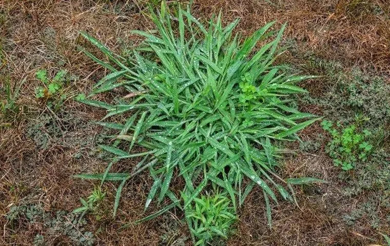 Getting to the Root of Crabgrass: Causes and Prevention | Native Pest ...