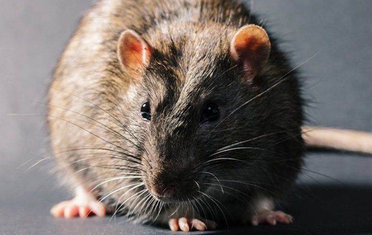 Rat Pest Control FAQs | Native Pest Management