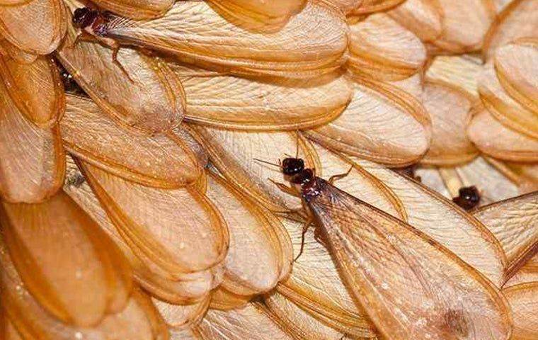 What Does A Termite Swarm Mean For My West Palm Beach Home? | Native ...