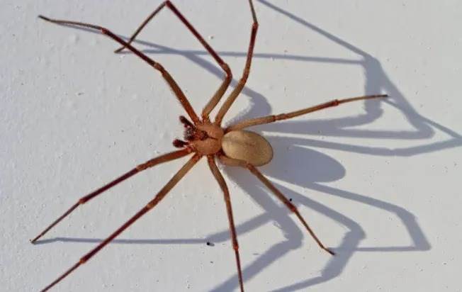 Are There Brown Recluse Spiders In Miami Fl Heres What To Know