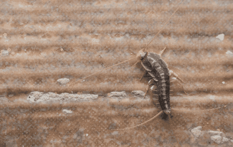 How to Prevent Silverfish in West Palm Beach | Native Pest Management