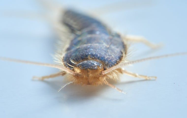 How to Get Rid of Silverfish | Native Pest Management