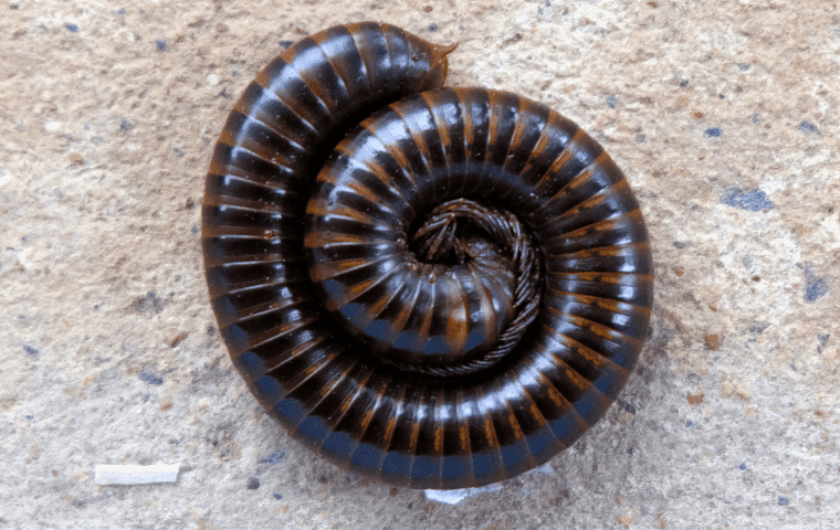 Centipede Worms In House Why Are Millipedes Inside Our Homes, How To