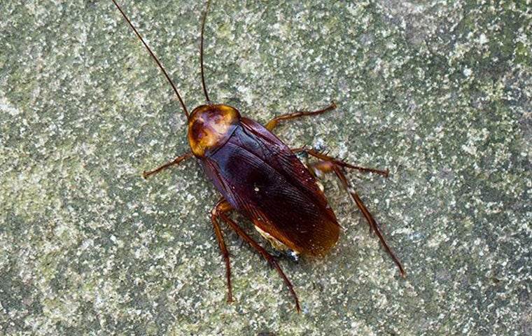 Port St. Lucie's Complete Guide To American Cockroaches | Native Pest ...