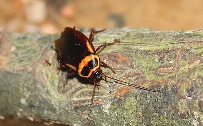 Common South Florida Pest & Weed Identification | Native Pest Management